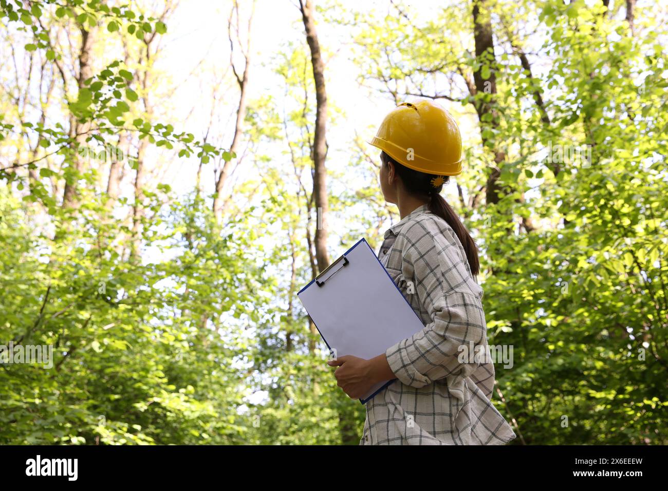 Forester in hard hat with clipboard examining plants in forest Stock ...