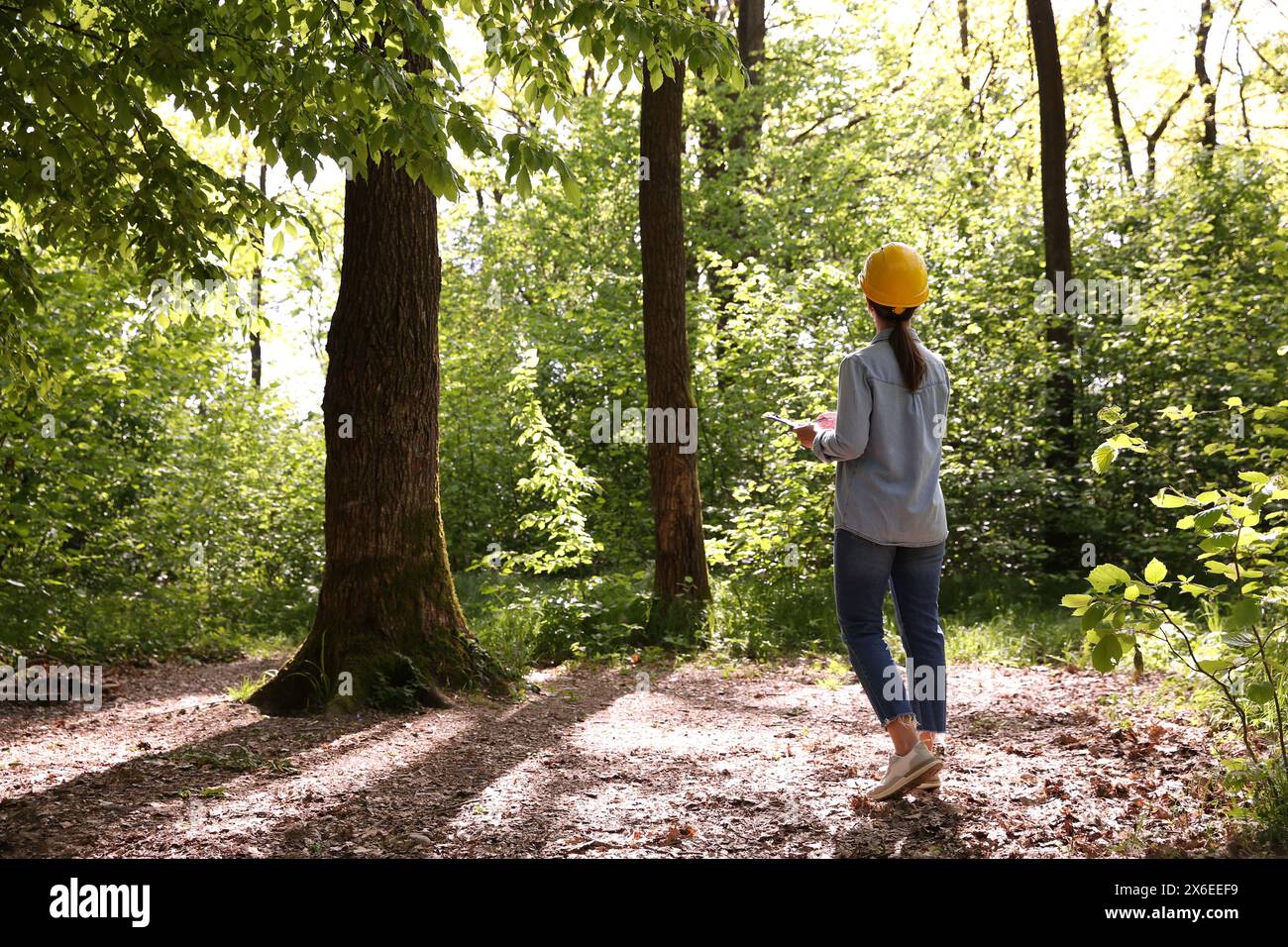 Forester with clipboard examining plants in forest, back view Stock ...