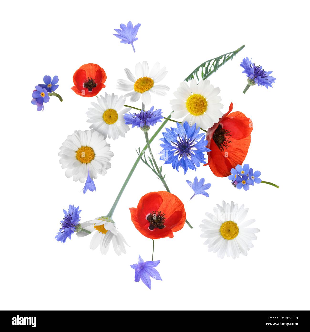 Beautiful meadow flowers falling on white background Stock Photo - Alamy