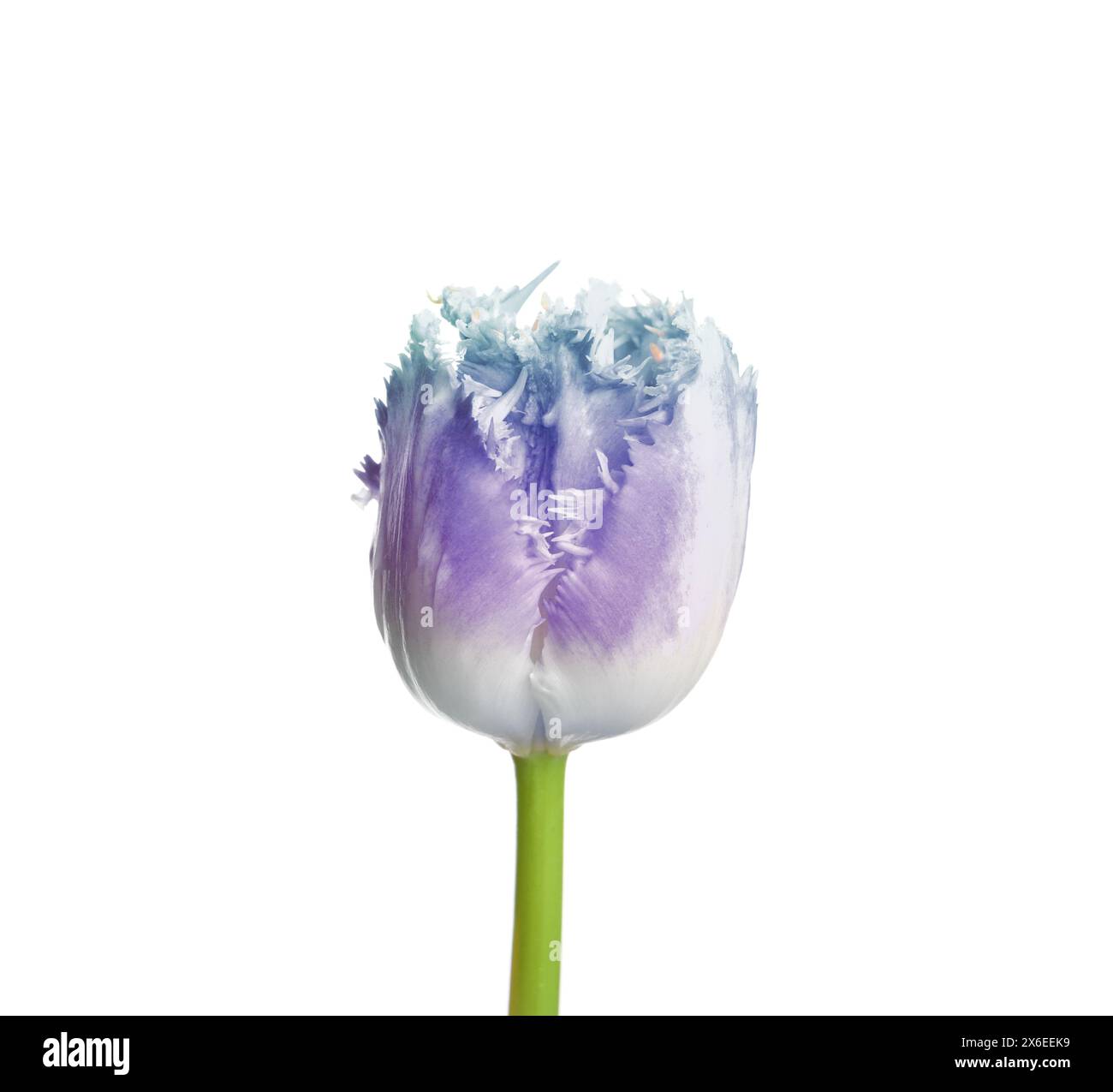 Beautiful blue purple tulip isolated on white. Bright flower Stock ...
