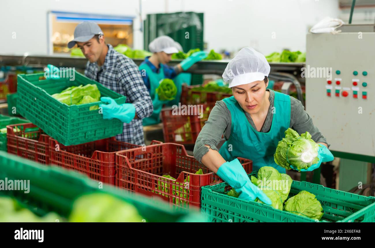 Female worker arranging lettuce in boxes at vegetable sorting factory ...