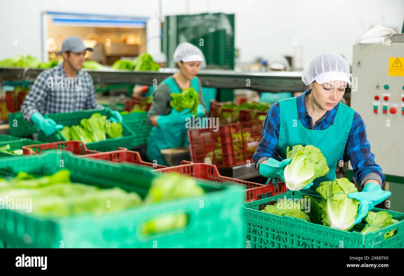 Female employee of sorting factory packing lettuce into boxes Stock ...
