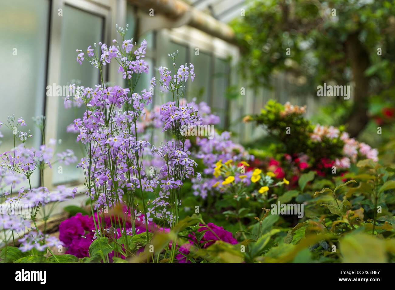 Primula malacoides, called the fairy primrose or baby primrose, is a ...
