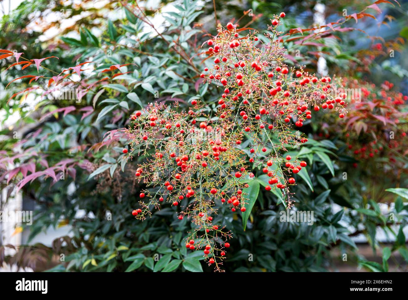 Nandina domestica, heavenly bamboo or sacred bamboo, is a species of ...