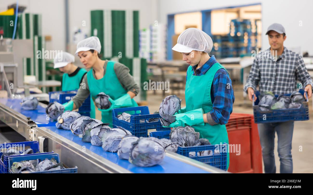 Female workers of sorting factory checking red cabbages on conveyor ...