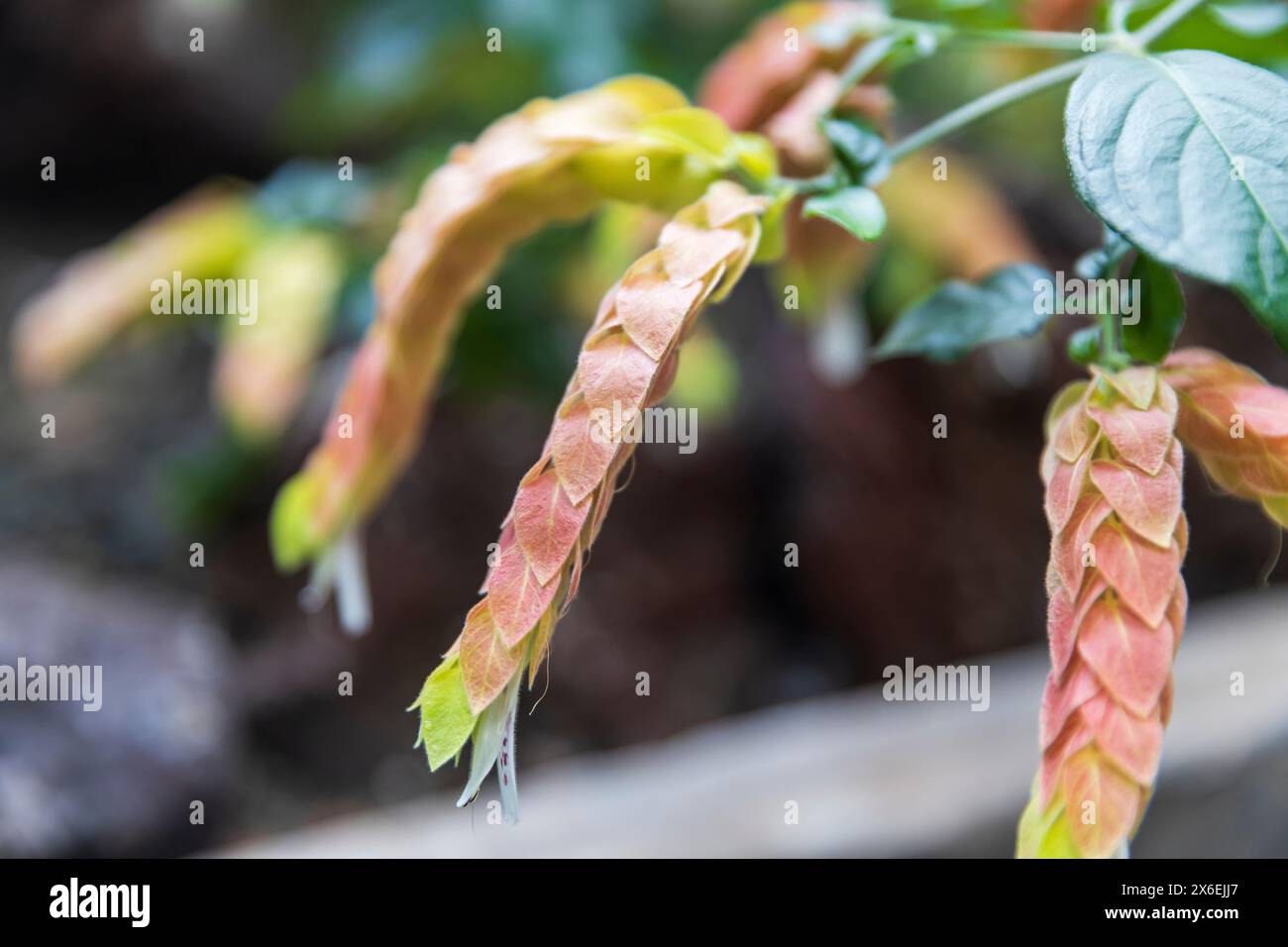 Justicia brandegeeana, the Mexican shrimp plant, shrimp plant or false ...
