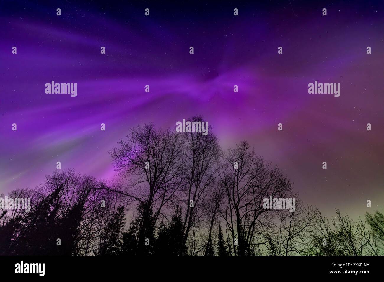 Northern lights erupt over a forest in Minnesota in a dark sky overhead ...