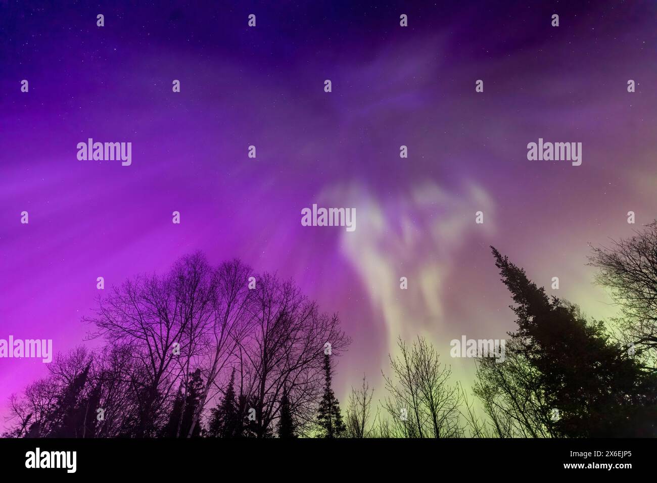 Northern lights erupt over a forest in Minnesota in a dark sky overhead ...