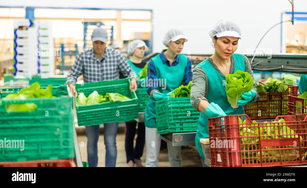 Female worker arranging lettuce in boxes at vegetable sorting factory ...