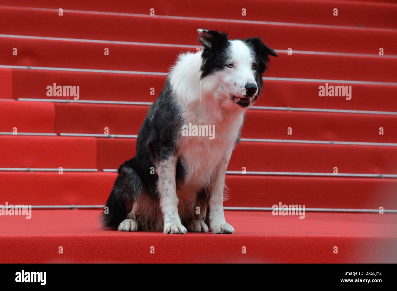 Cannes, France. 14th May, 2024. Messi is a French Border Collie dog ...