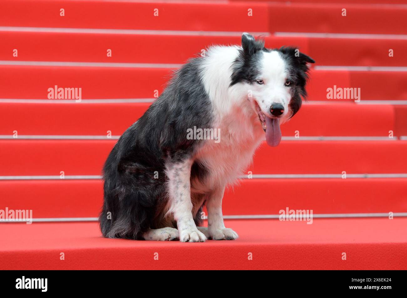 Cannes, France. 14th May, 2024. Messi is a French Border Collie dog ...
