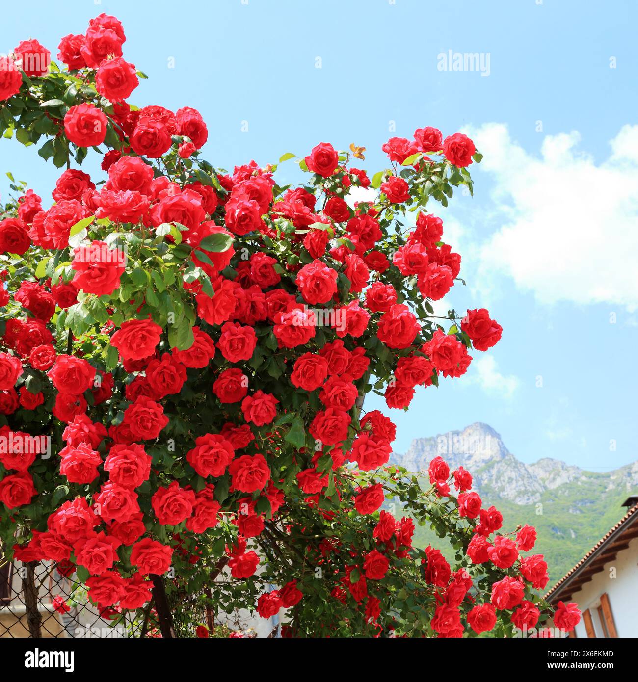 Village rose garden hi-res stock photography and images - Alamy
