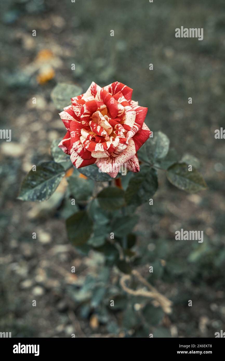 Red white rose in hi-res stock photography and images - Alamy