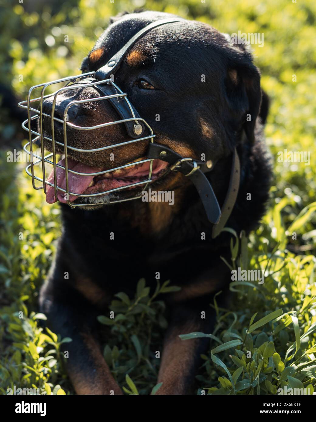 Security Rottweiler dog Stock Photo - Alamy