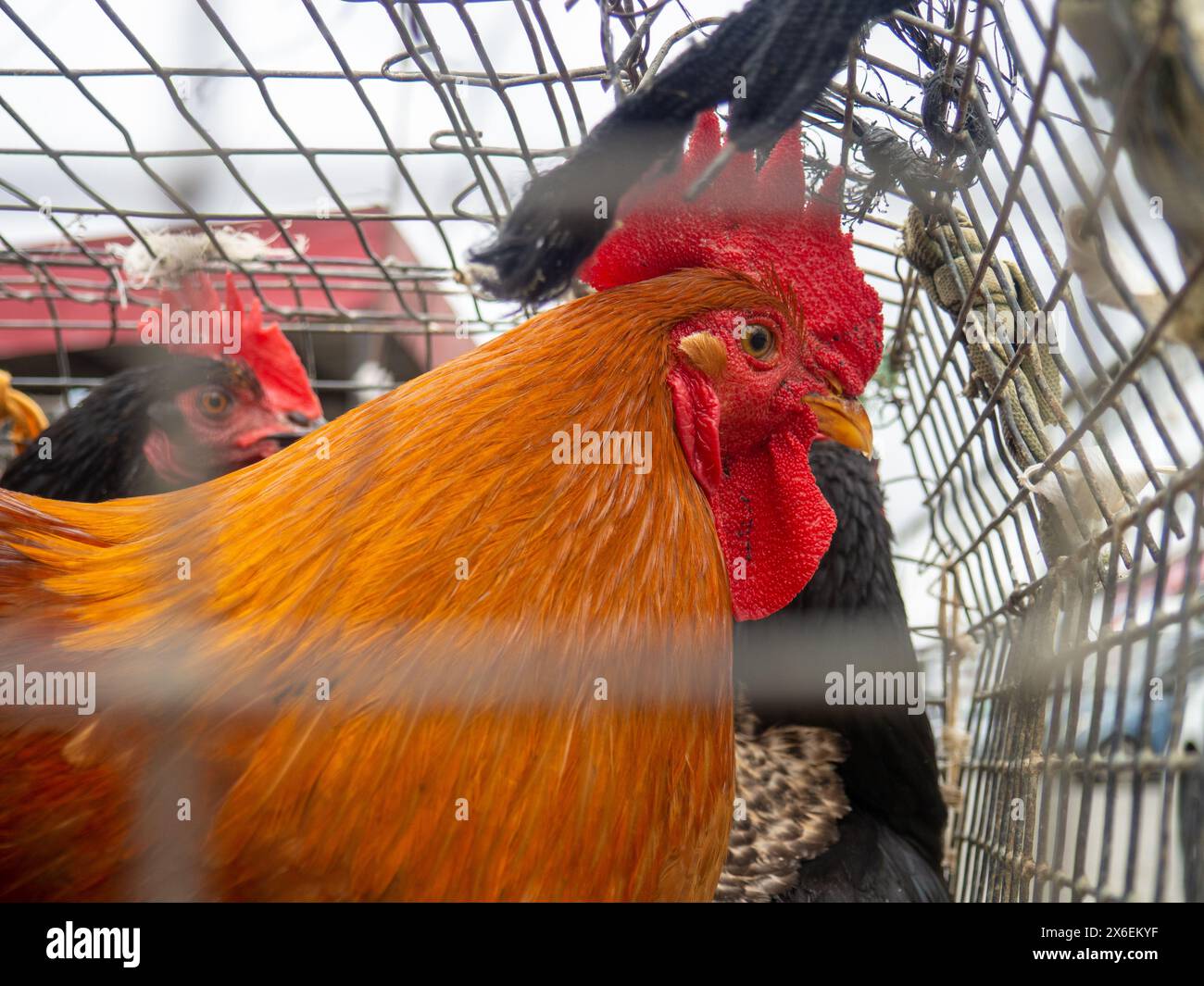 Market for farmers and private households. Roosters in a cage. Ready ...