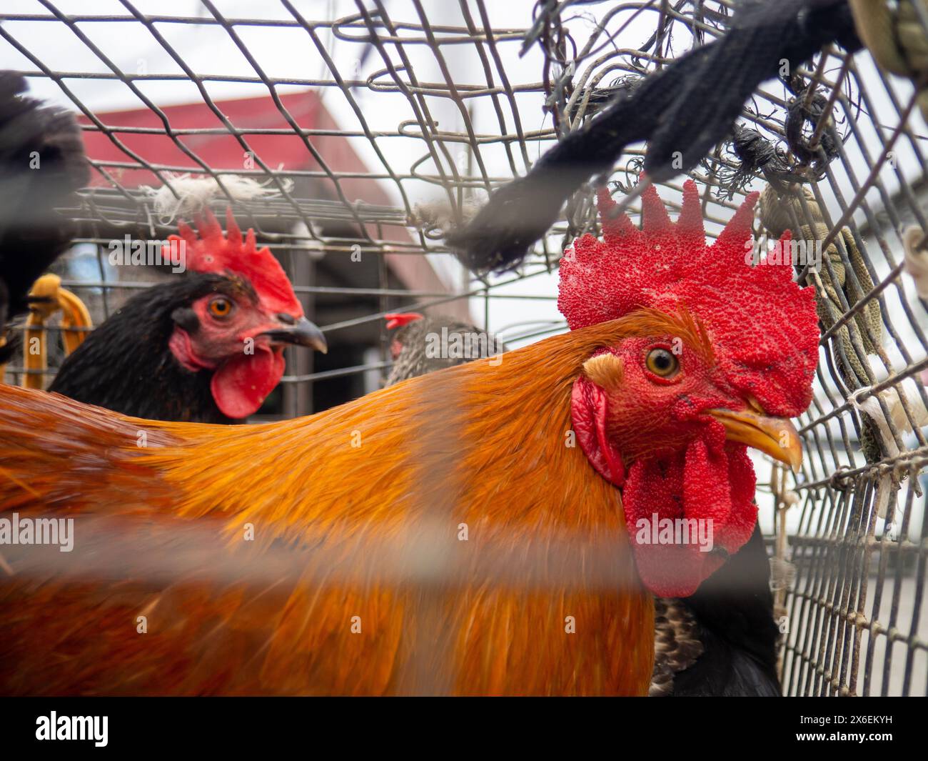 Market for farmers and private households. Roosters in a cage. Ready ...