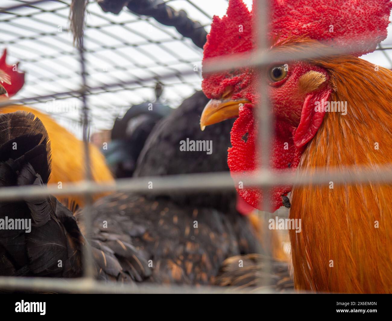 Market for farmers and private households. Roosters in a cage. Ready ...