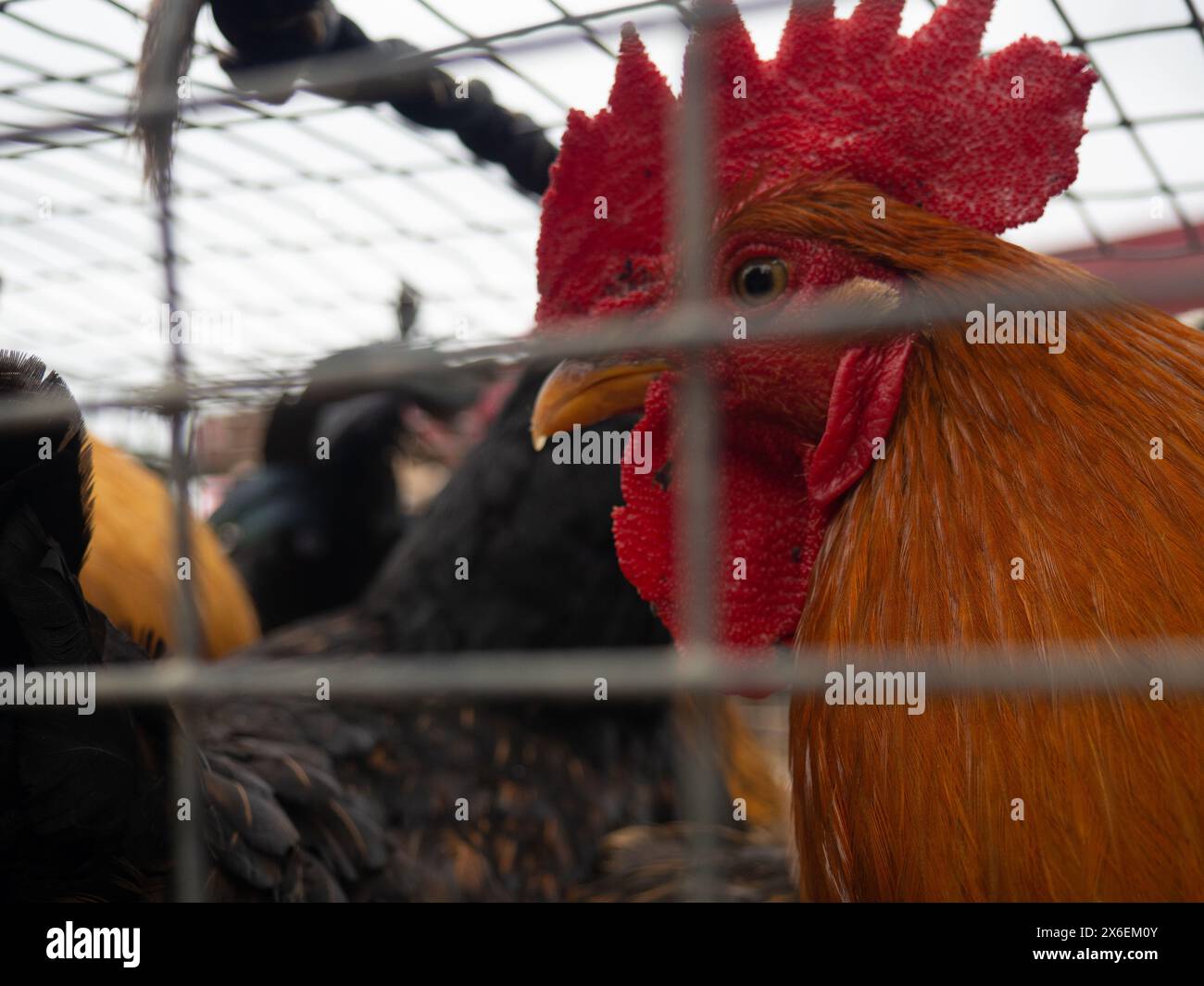 Market for farmers and private households. Roosters in a cage. Ready ...