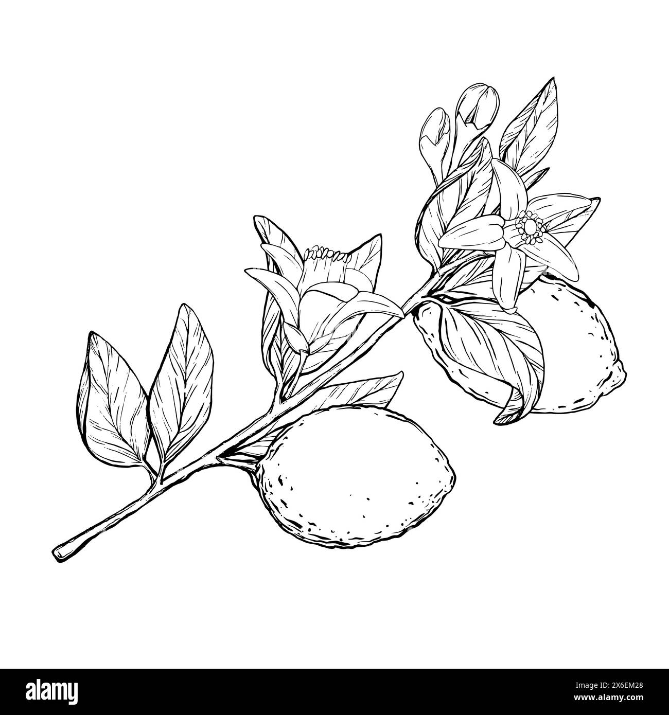 Lemon tree branch with flowers in line art style, sketch. Hand drawn ...