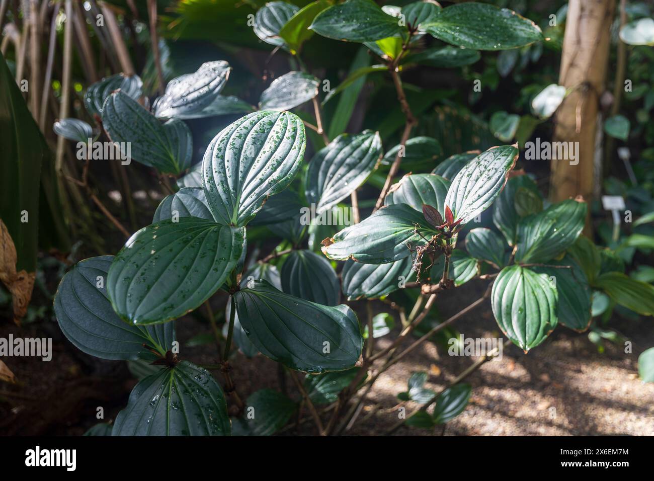 Medinilla magnifica, the showy medinilla or rose grape, is a species of ...