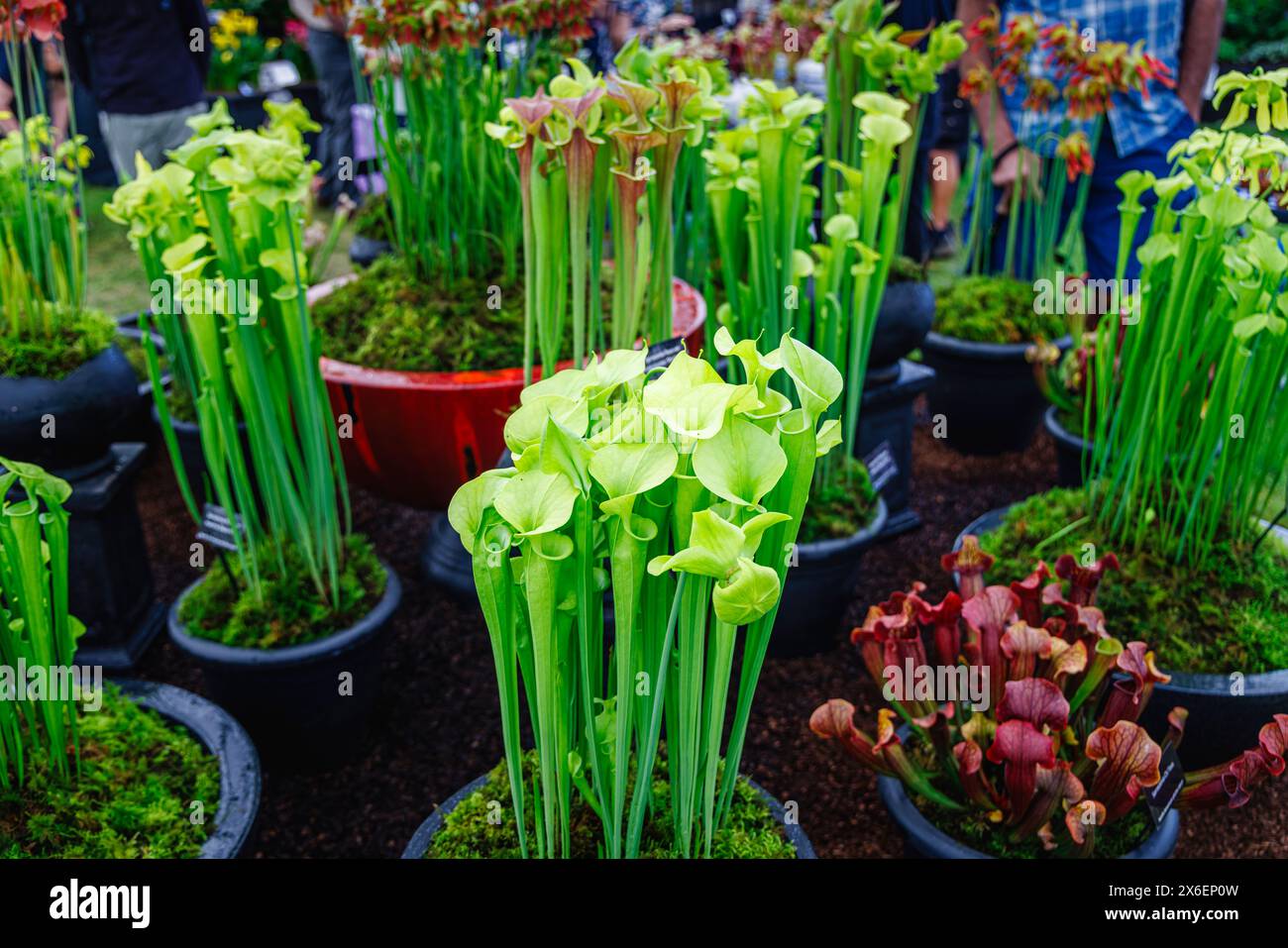 Pitcher plants (Sarracenia flava species) in the Floral Marquee at the ...