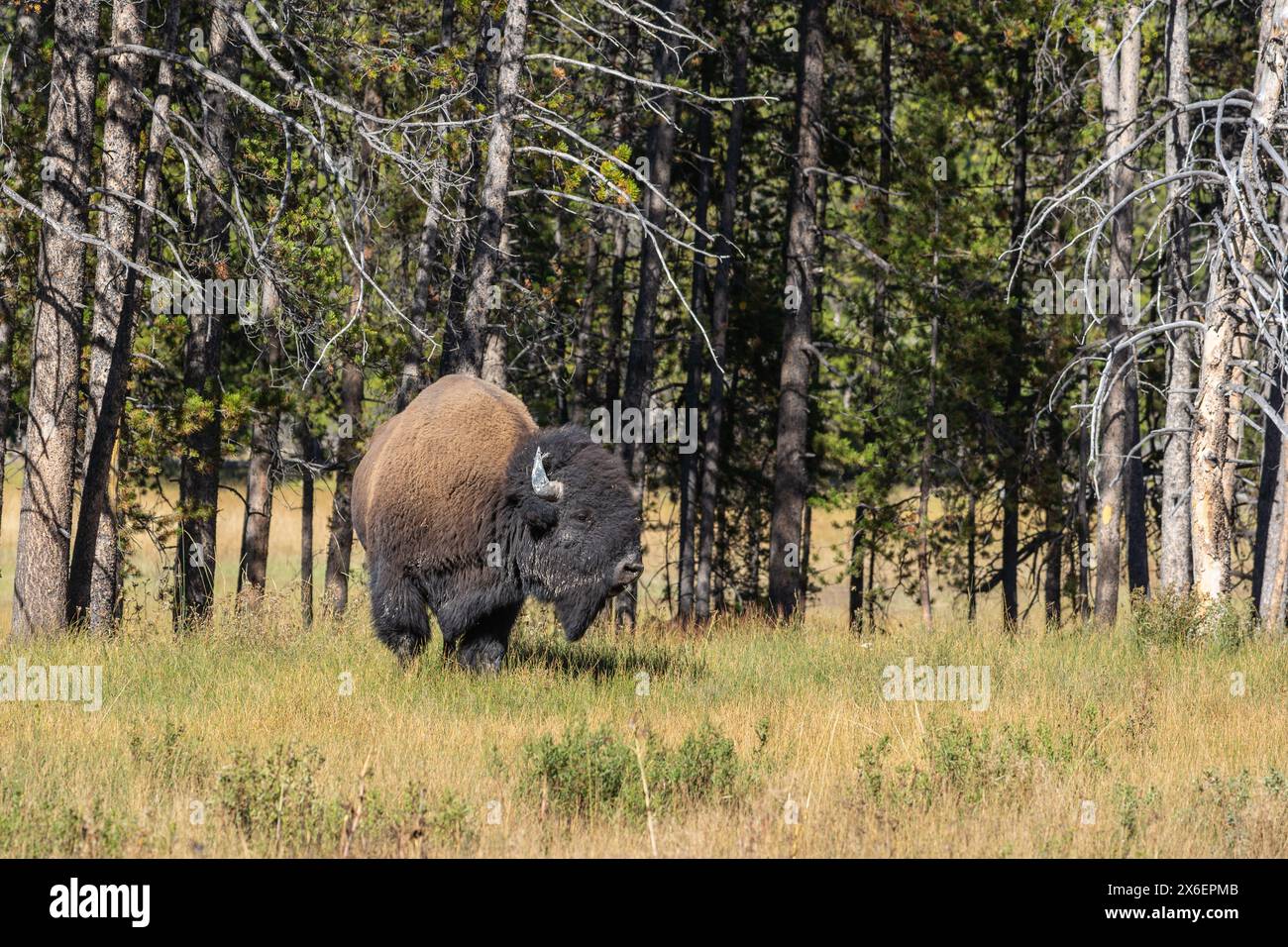 Bison bison herd walking hi-res stock photography and images - Alamy