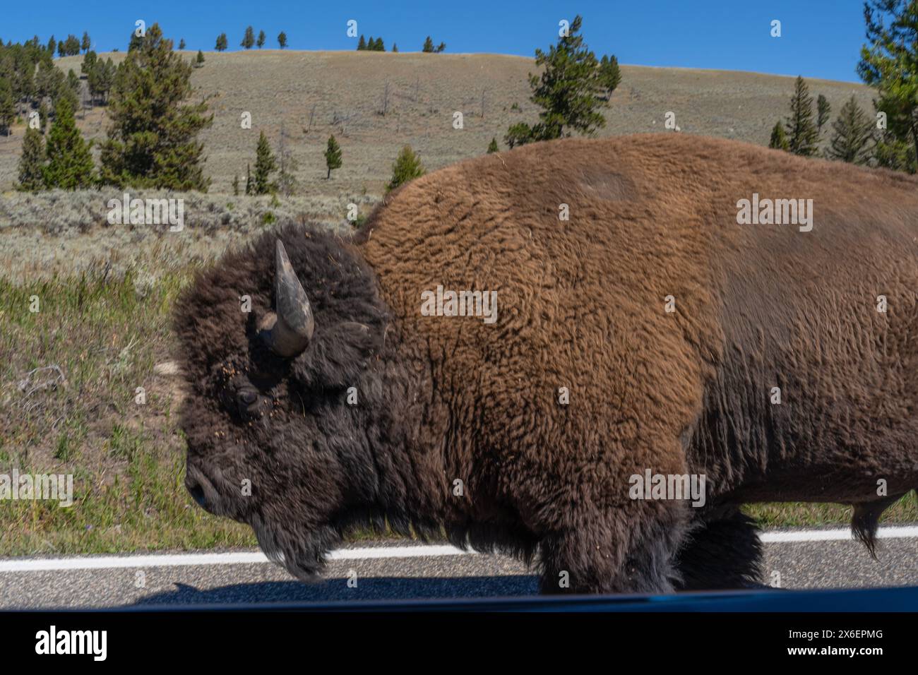 Large Bison walking down the road in Yellowstone National Park Stock ...