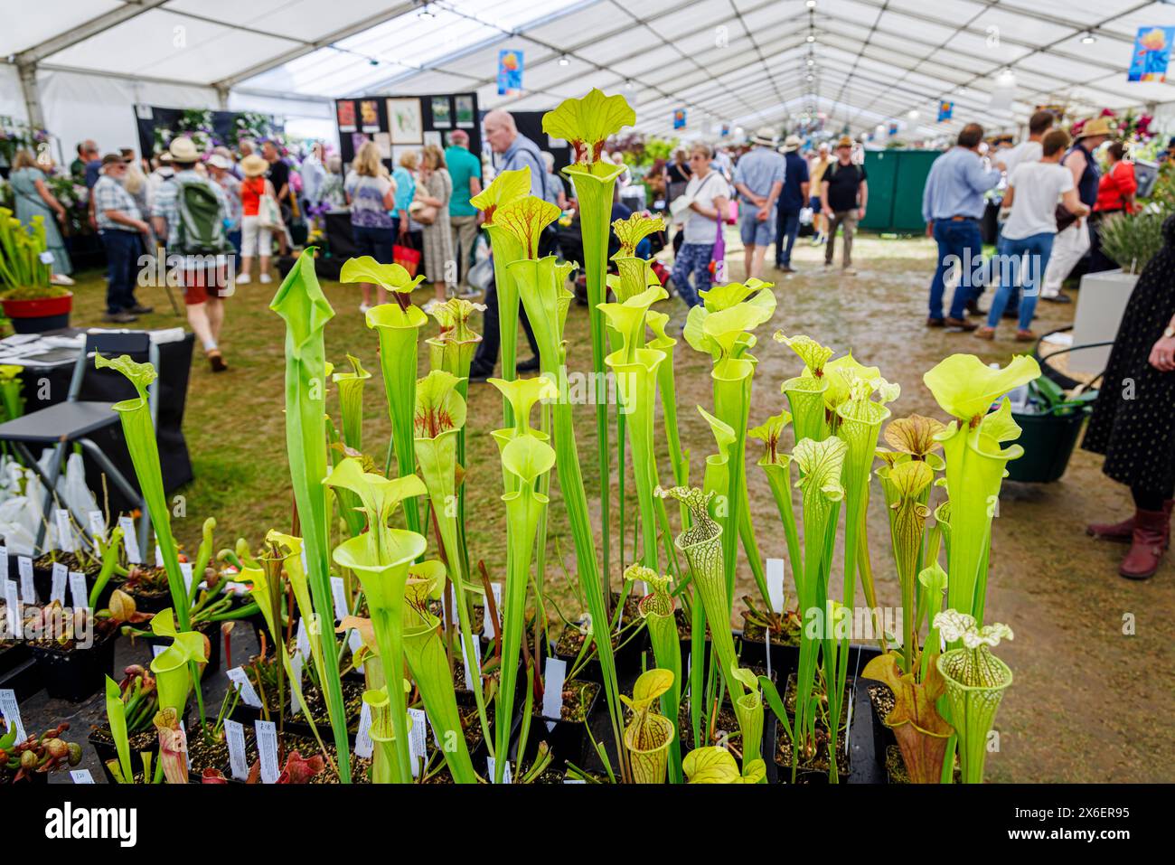 Pitcher plants (Sarracenia species) at the entrance to the Floral ...