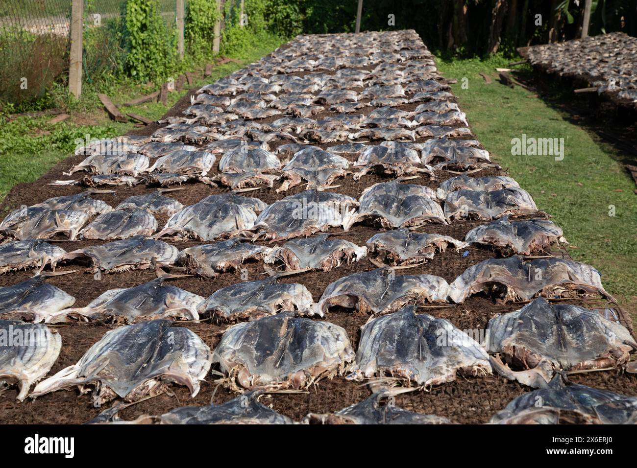 Sri lankan dried fish hi-res stock photography and images - Alamy