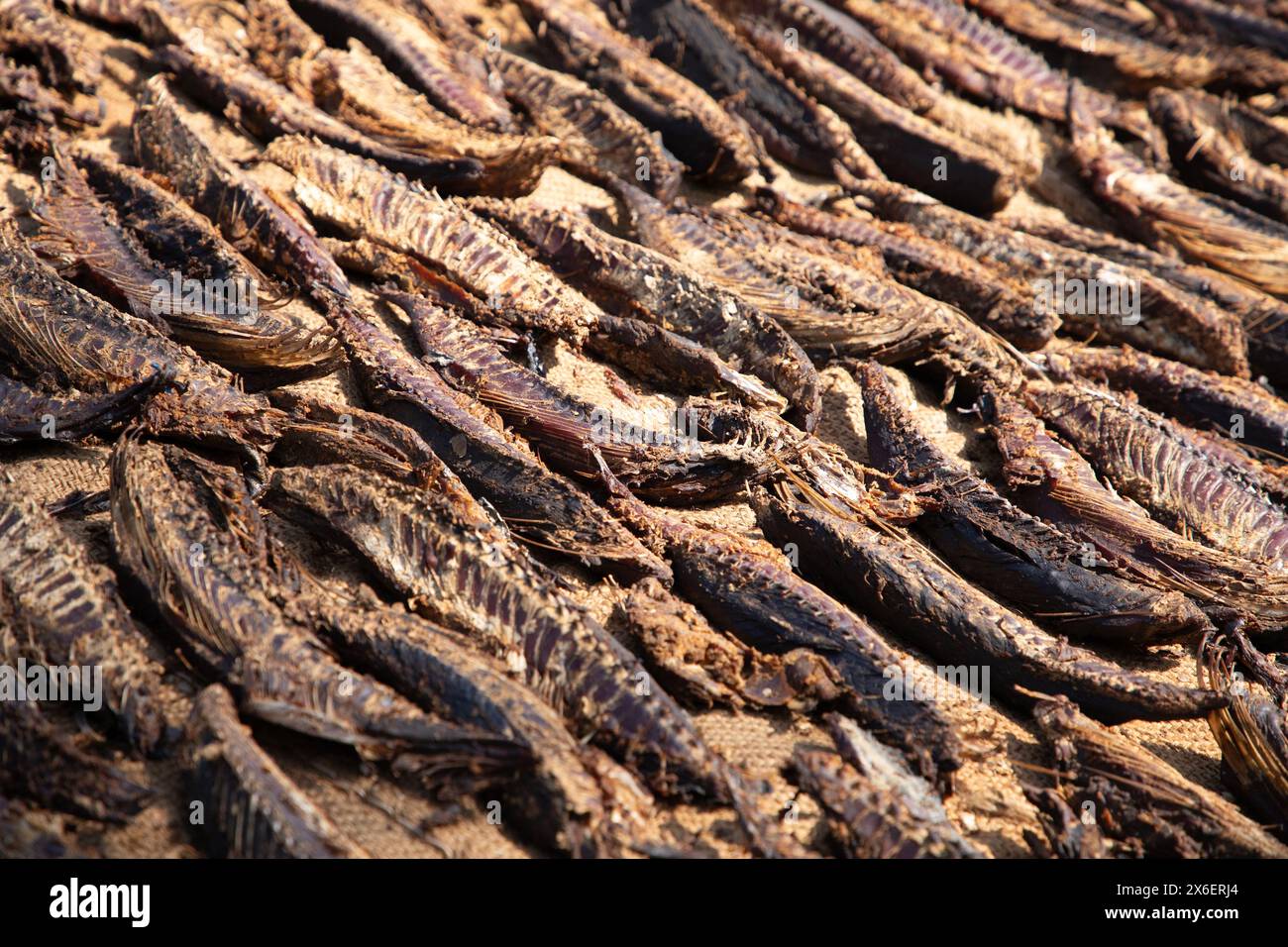 Gutted processed many small tuna fillets are dried in the sun ...