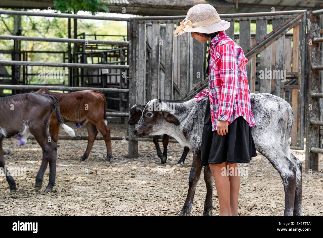 little latina peasant girl, walking next to the gyr calf, while ...