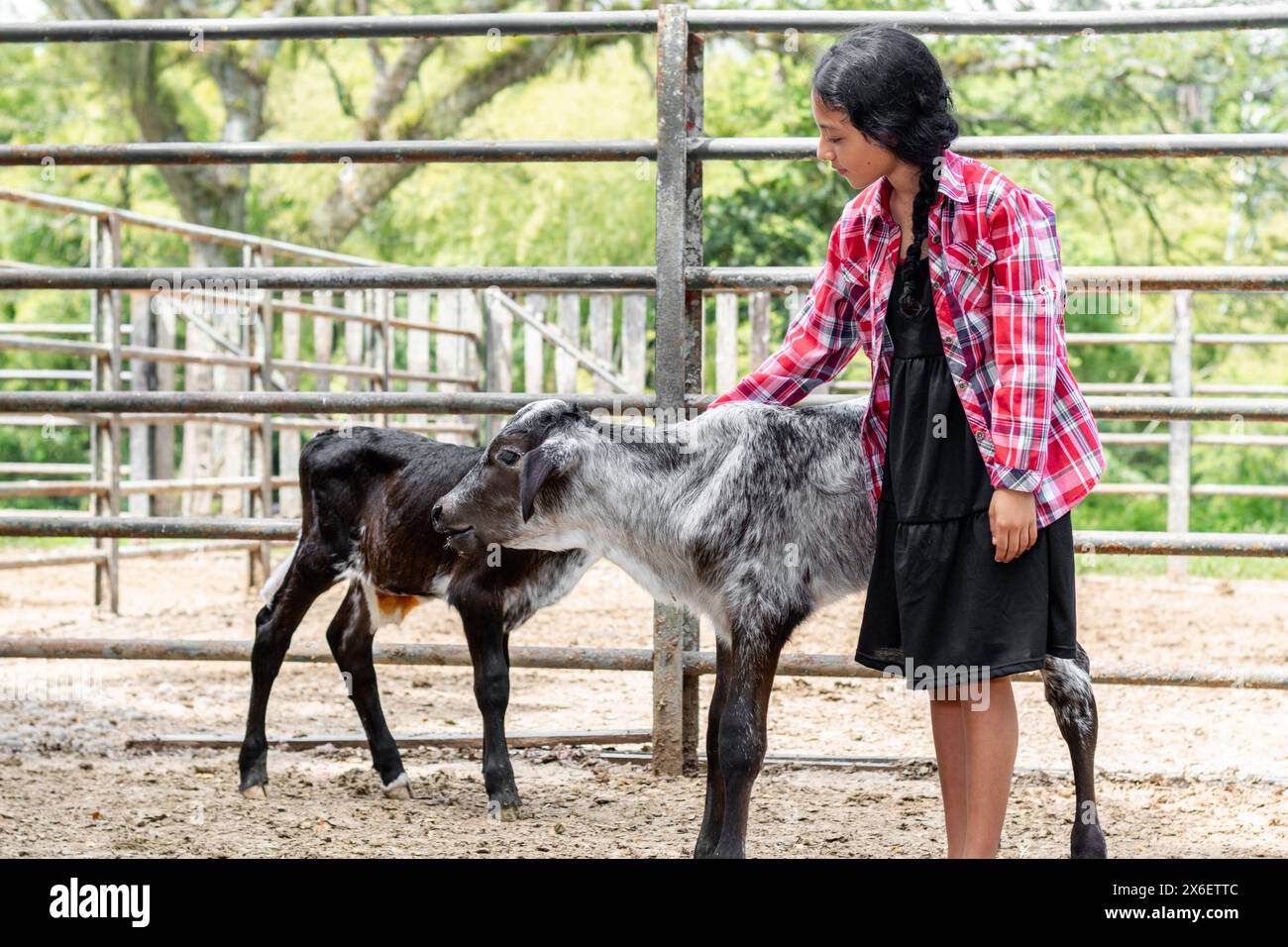 little latin farm girl, cuddling and touching the little gray gyr calf ...