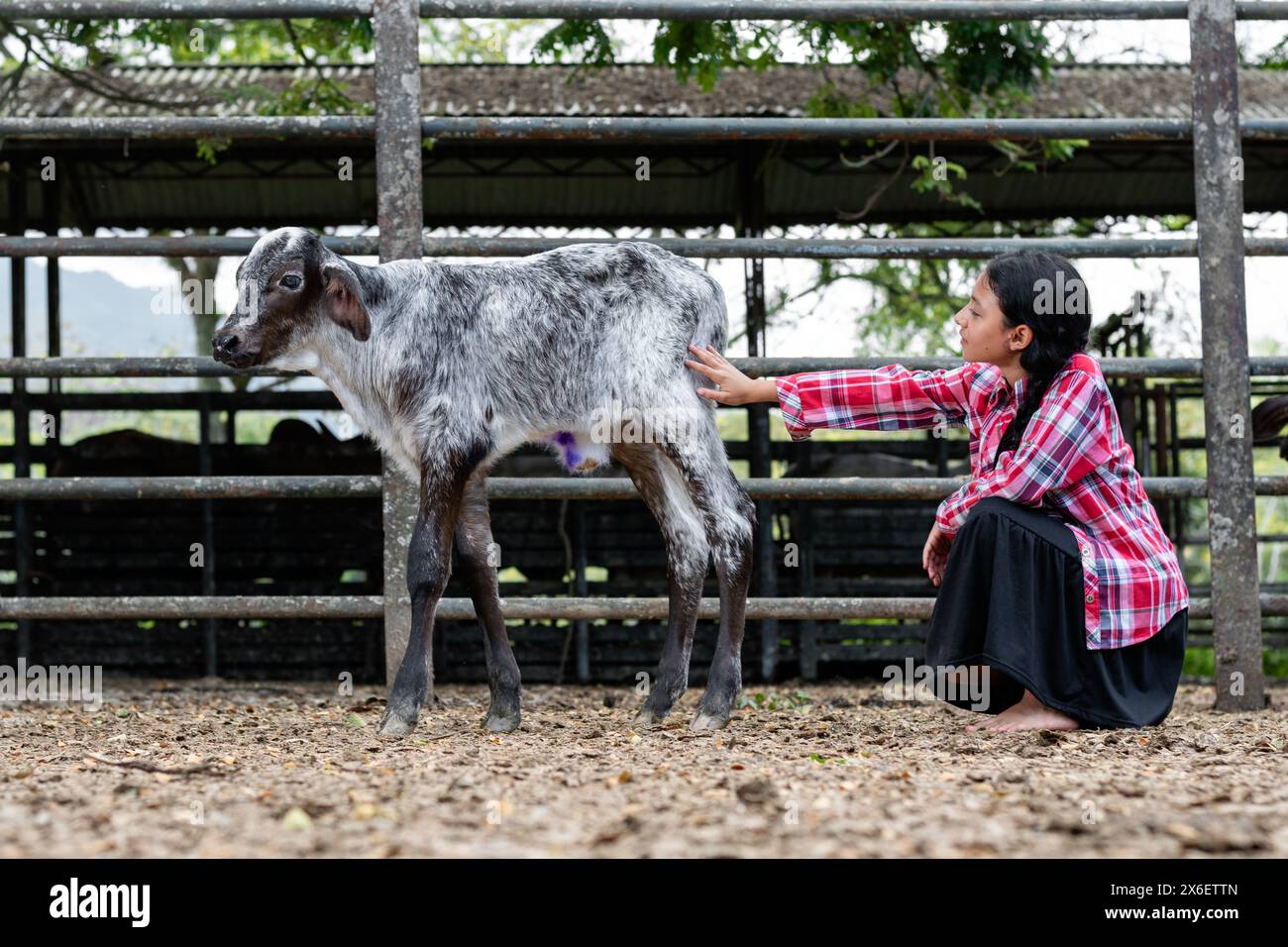 Little Latina Peasant Girl Bent Over On The Floor Of The Corral Touching The Gray Gyr Calf That