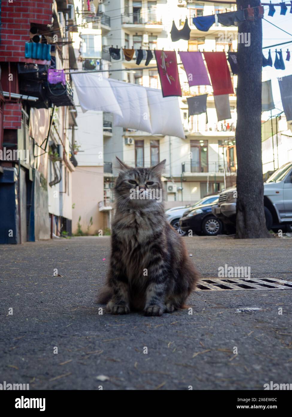 Yard cats. Cats walk on the asphalt. Georgian city yard with animals ...