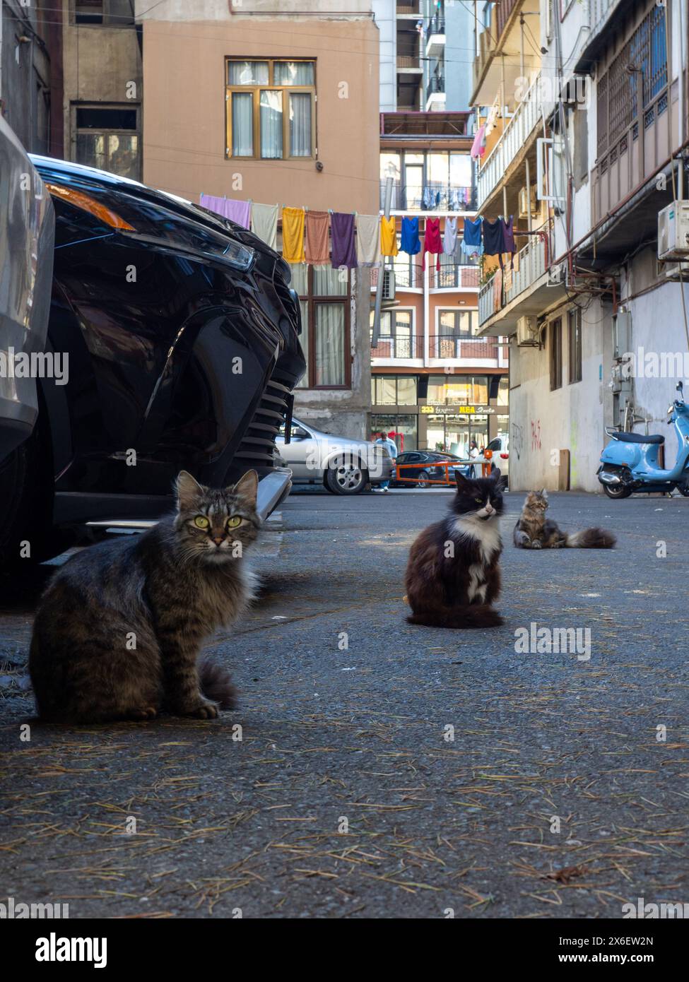 Yard cats. Cats walk on the asphalt. Georgian city yard with animals ...