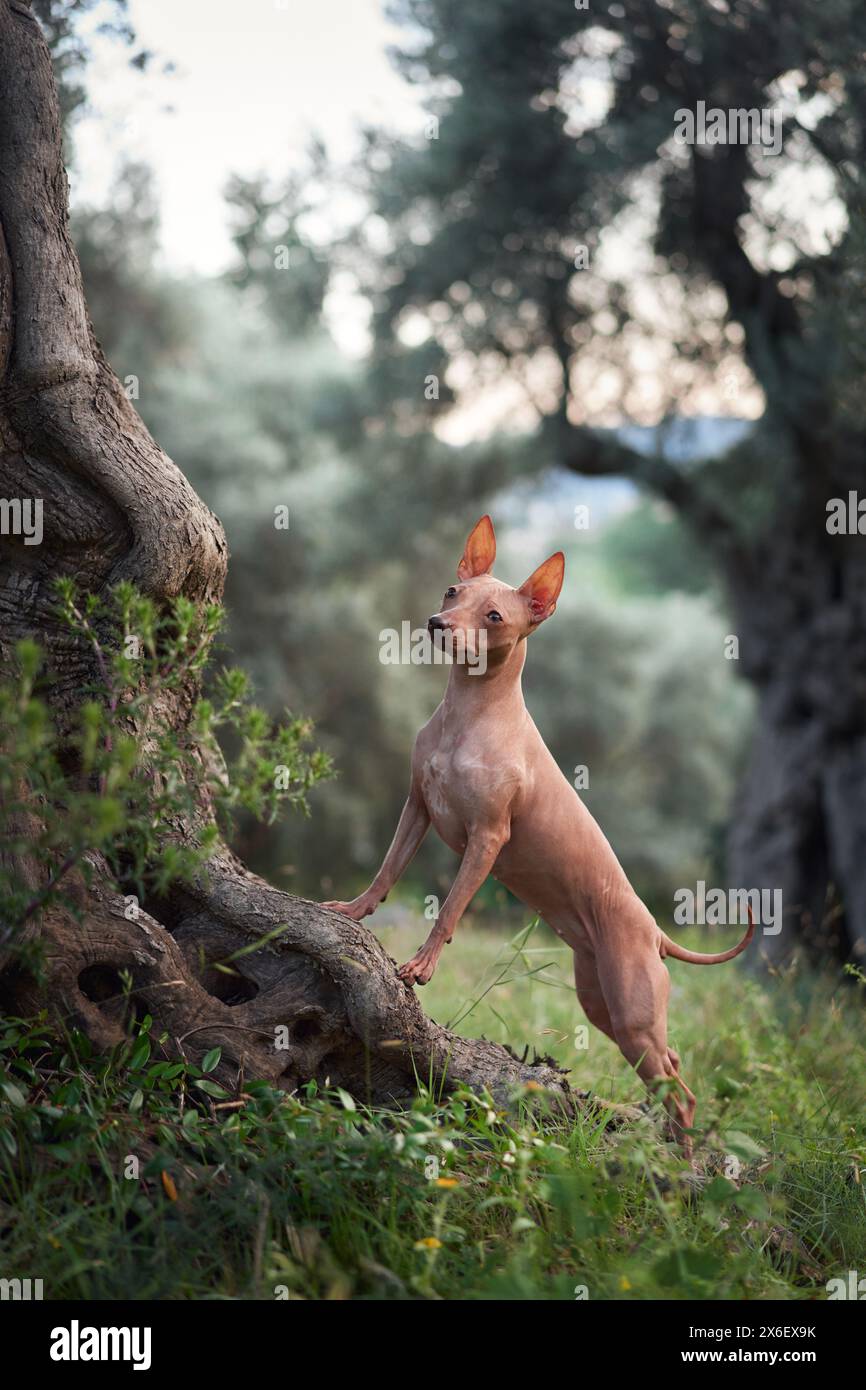 American Hairless Terrier stands attentively, ears perked in an olive ...