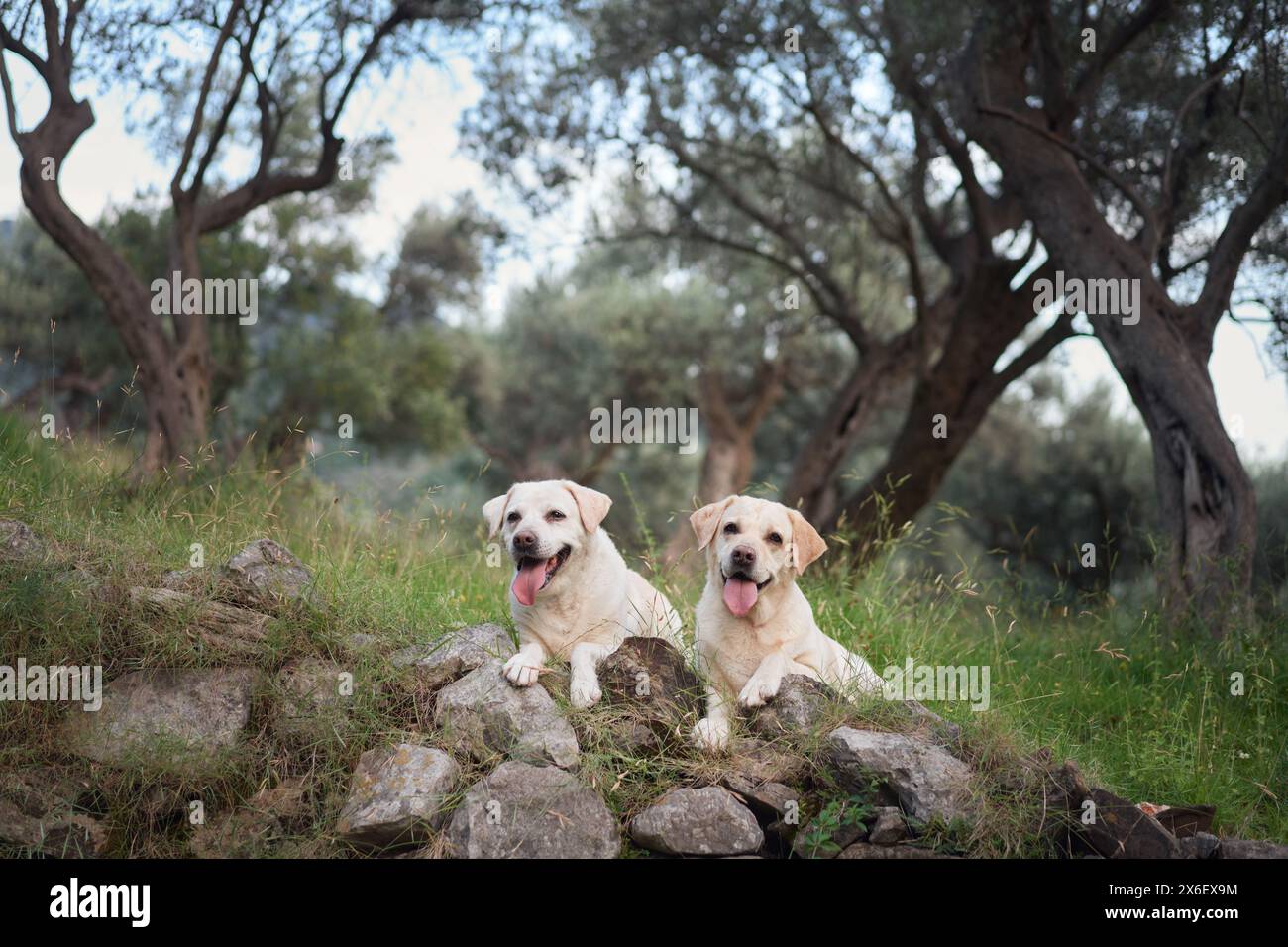 Two Labrador Retrievers dog enjoy a rugged mountain trail, companions ...