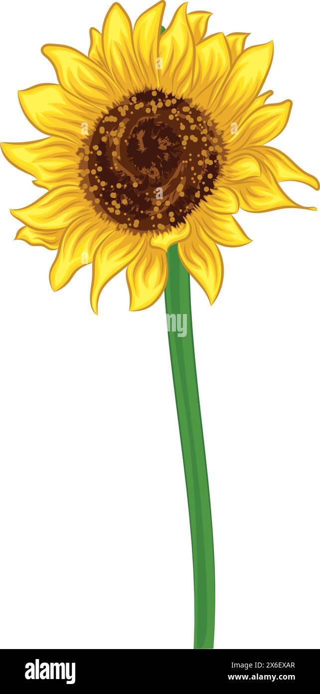 Realistic detailed sunflower Vector Stock Vector Image & Art - Alamy