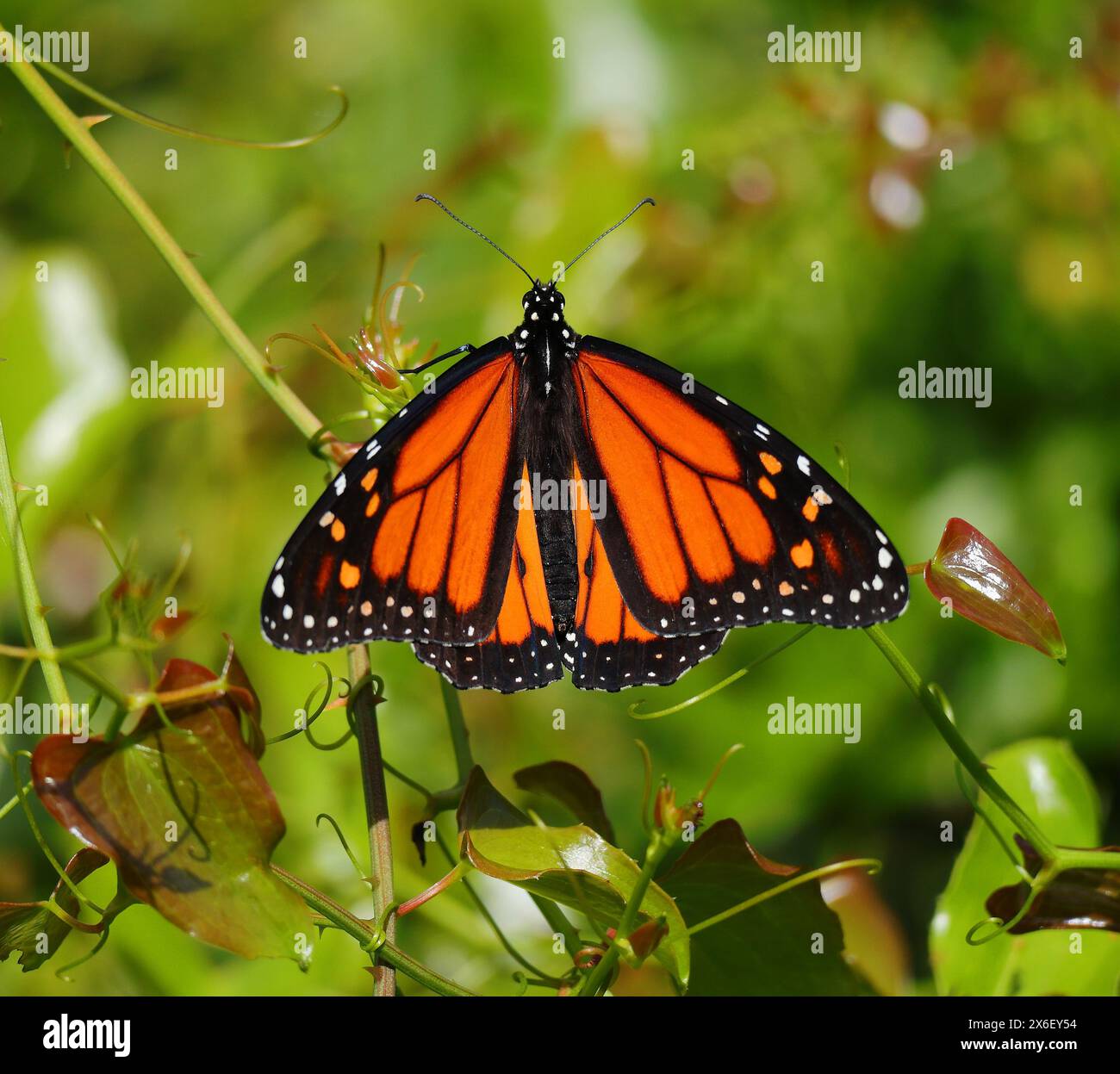 A Monarch butterfly - Danaus plexippus on creeping vine. Rare sighting ...