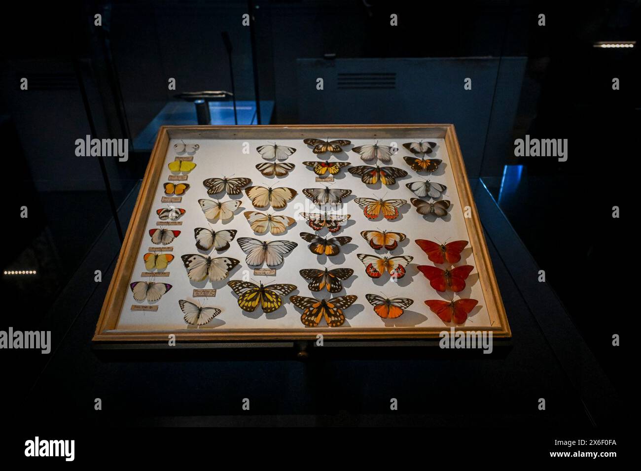Display case with butterflies, Natural History Museum, London, England ...