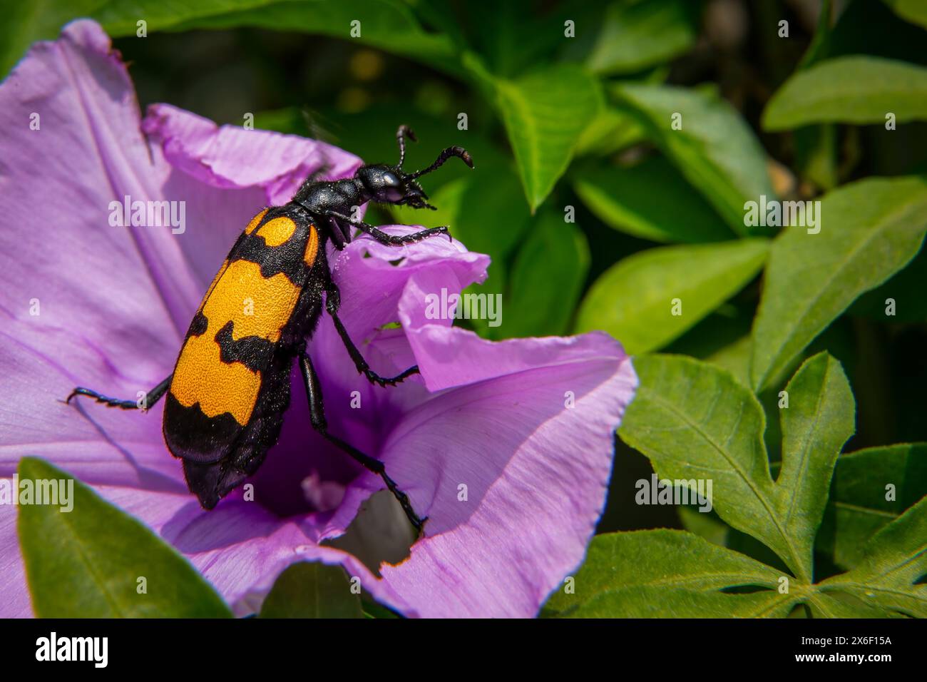 Blister beetle in India Stock Photo - Alamy