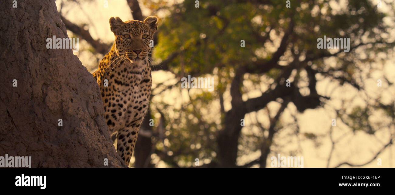 LIVING WITH LEOPARDS, 2024. © Netflix / Courtesy Everett Collection ...