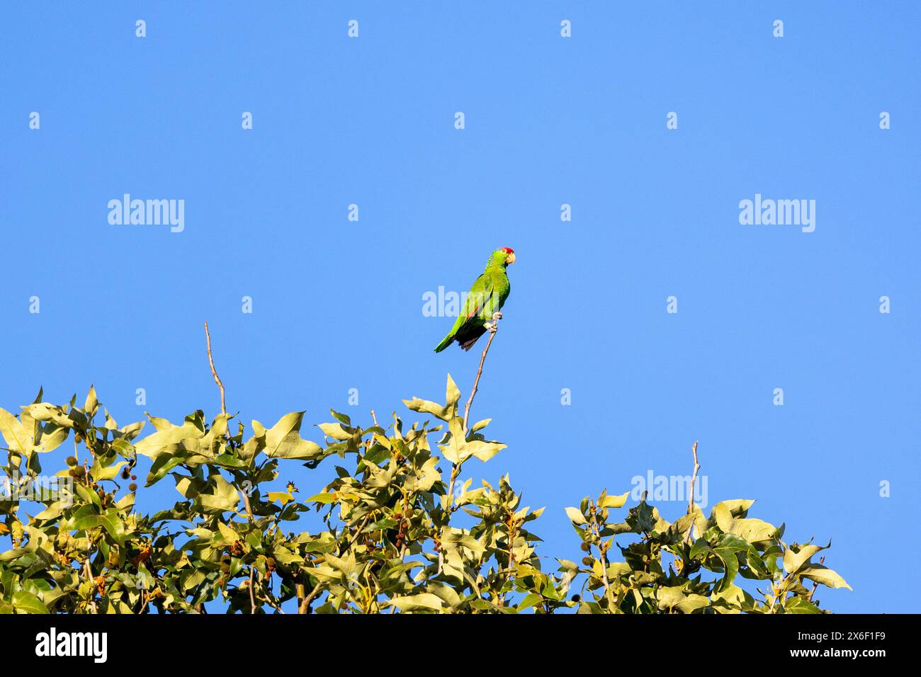 Parrot in the tree hi-res stock photography and images - Alamy