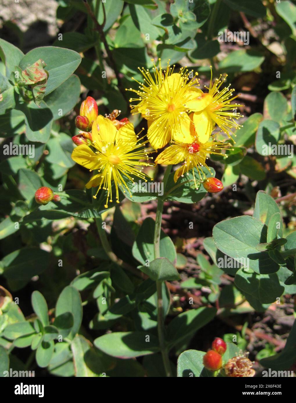 Western St. John's-Wort (Hypericum formosum) yellow wildflower in ...