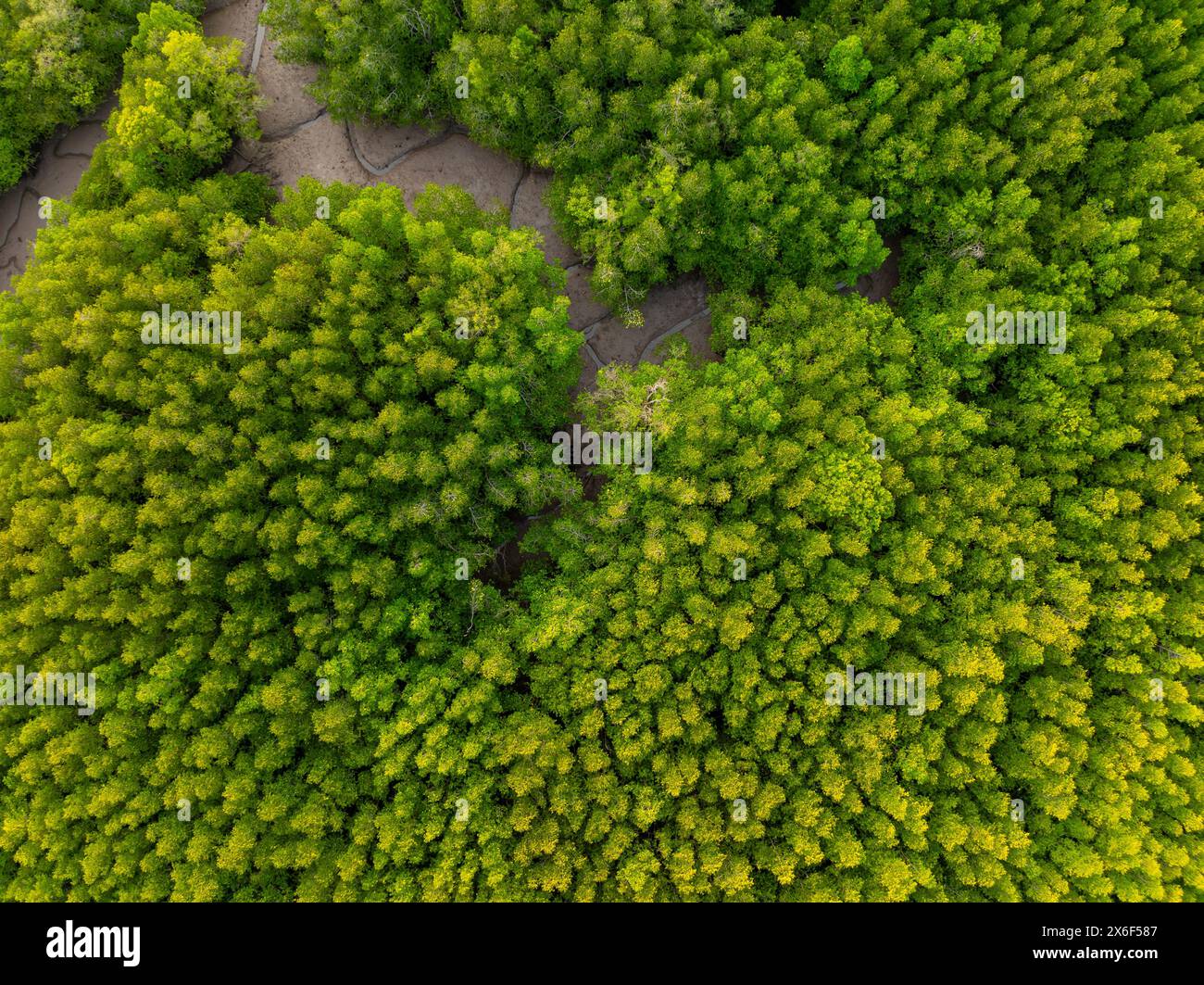 Amazing abundant mangrove forest, Aerial view of forest trees ...