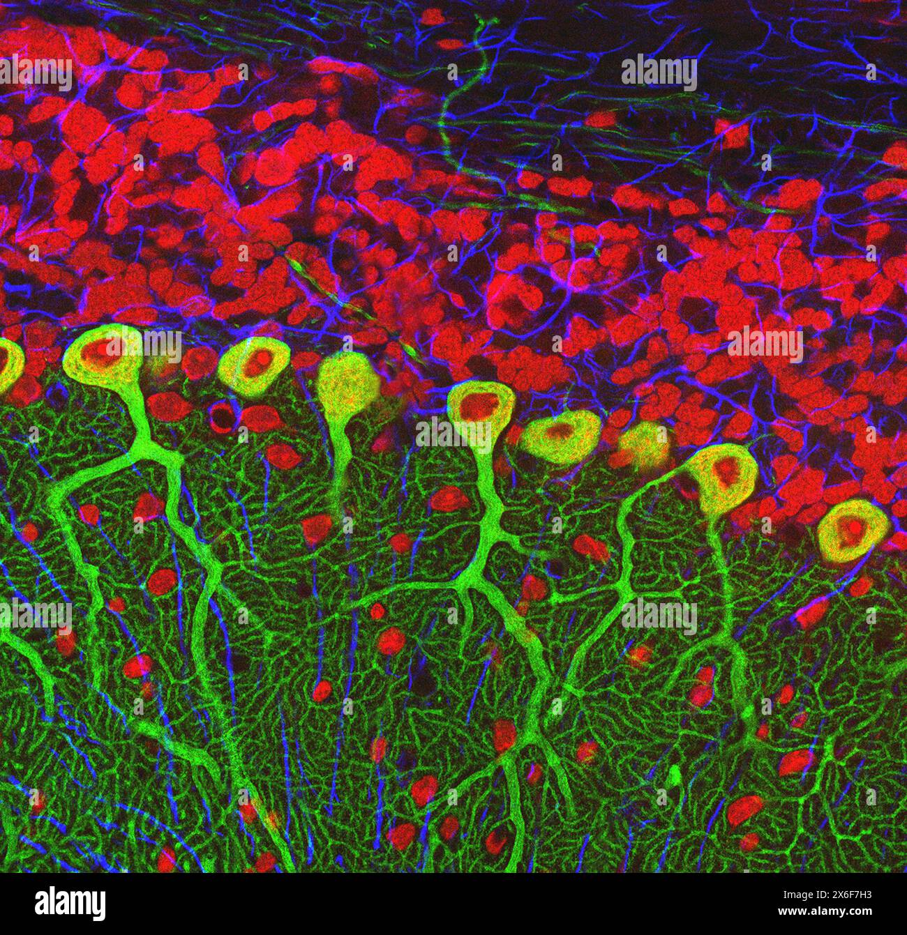 Cerebellum tissue. Fluorescent light micrograph of a section through ...