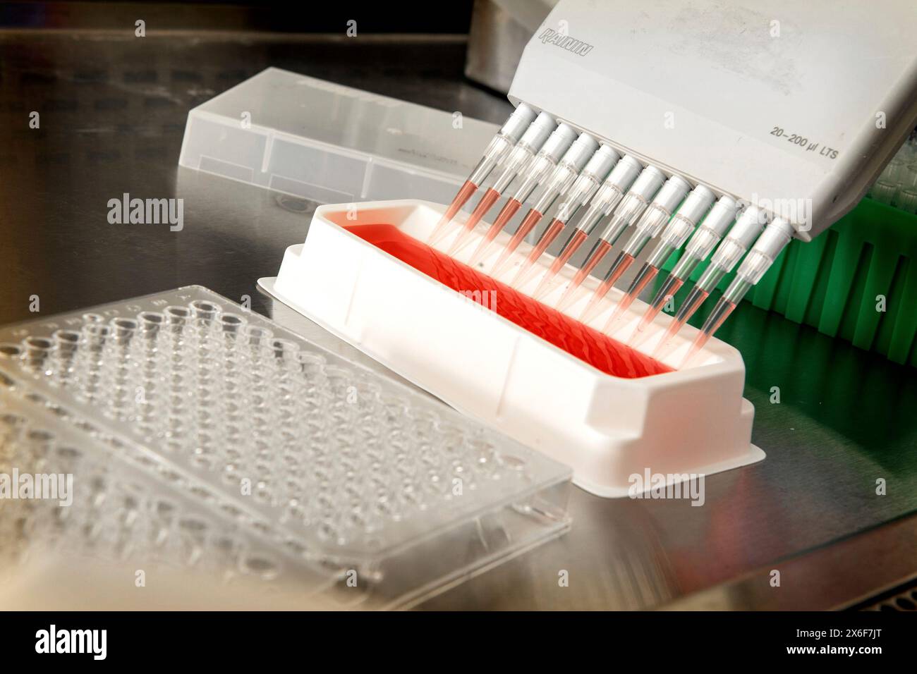 Multichannel pipette being used to add red blood cells (erythrocytes ...
