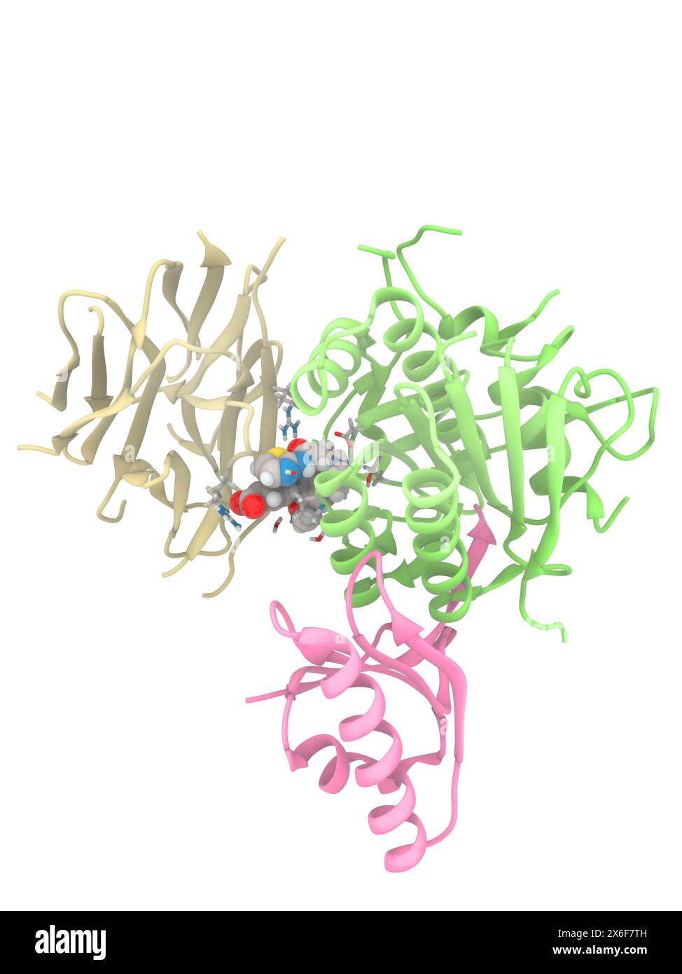 Illustration showing the molecular structure of the enzyme proprotein ...