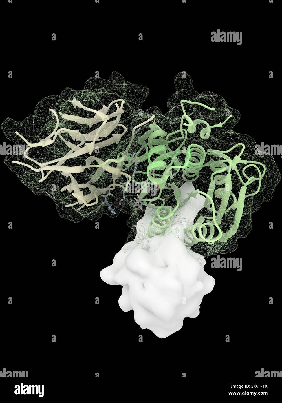 Illustration showing the molecular structure of the enzyme proprotein ...