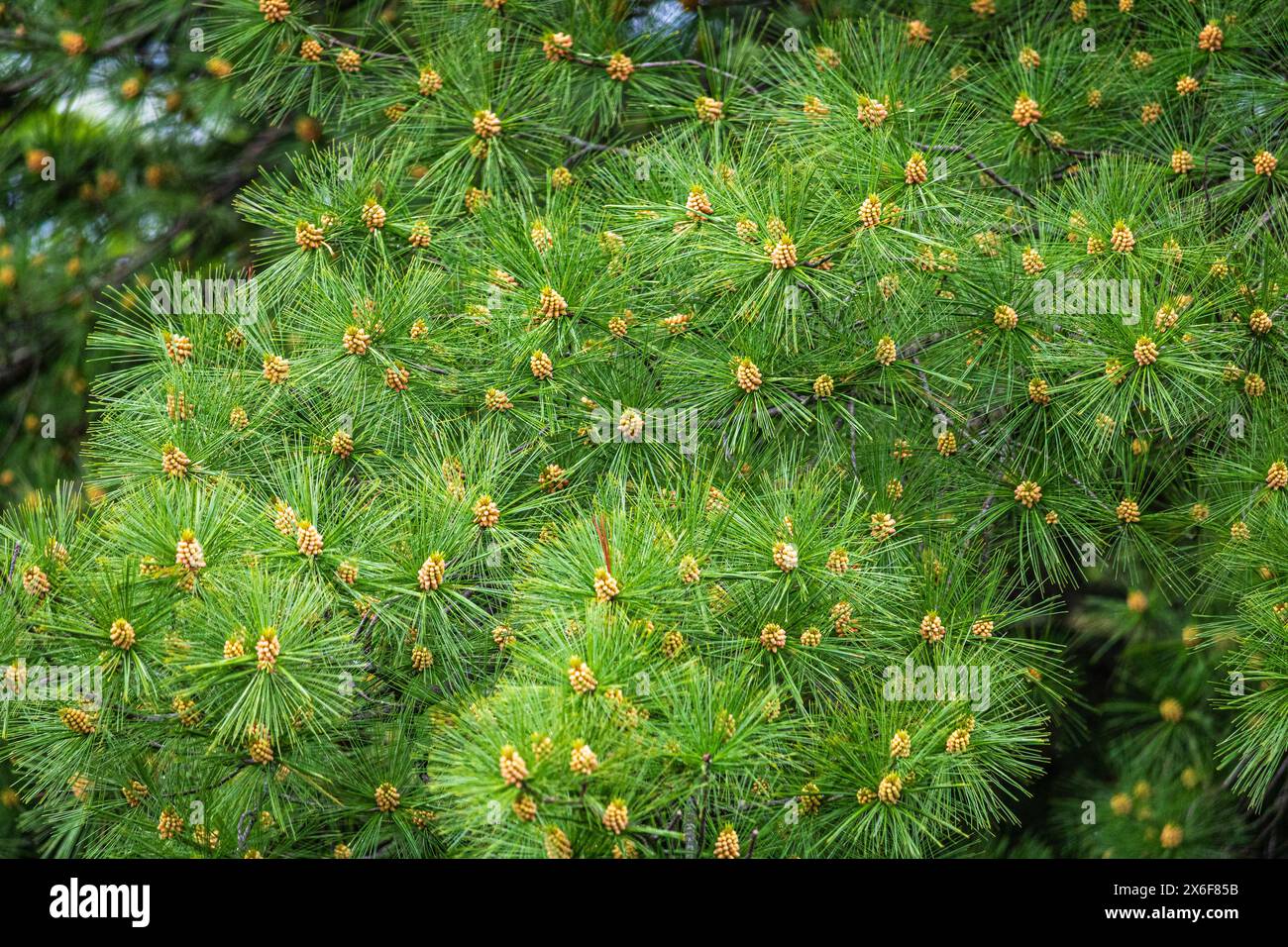 Pine Tree background with texture Stock Photo - Alamy